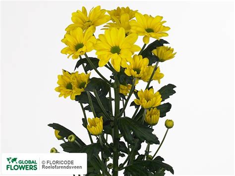 Хризантема Селебрейт: описание сорта, характеристики, особенности ...