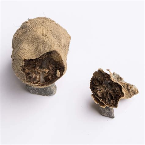 Dahlia Tuber And Splitting Guide — Dahlia Summerdreamsfarm