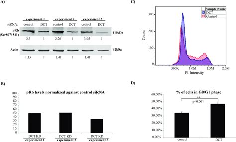 Cell Cycle Progression Is Altered In Dct Knockdown Cells Compared To Download Scientific