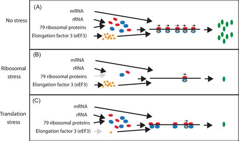 Inhibition Of Ribosome Assembly And Ribosome Translation Has Distinctly Different Effects On