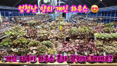 엄청난 양의 개인 하우스 직장생활에 살림에 다육이까지 슈퍼우먼 다육맘의 다육이 여름잘보내고 이뻐져가고 있네요 꾸준한 관심이 다육이 미모의 비결 묵둥이 개인하우스 창