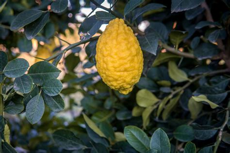 What Is A Citron The Ancient Fruit You Should Be Eating Now The Epoch Times