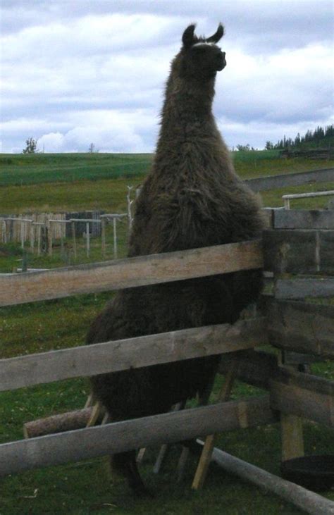 How To Catch A Llama The Llama Sanctuary