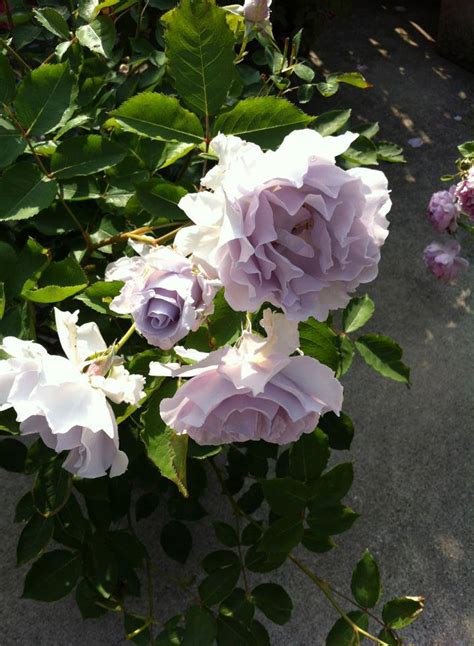 Цэцэгт Ургамал Гуурст ургамлын хураангуйлсан нэрсийн жагсаалт