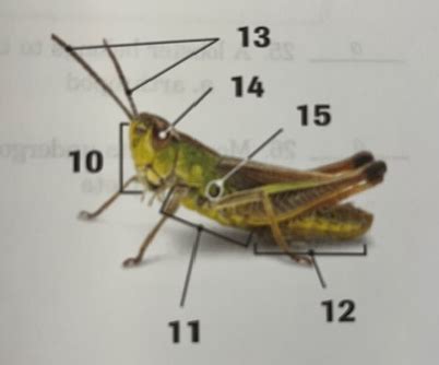 Chapter Science Test Set Parts Of An Insect Diagram Quizlet