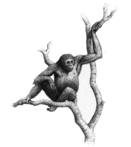Dryopithecus Qué Es Descubrimiento Cráneo Especies