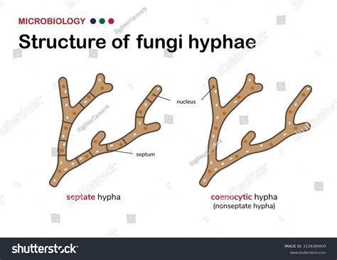 Hyphae