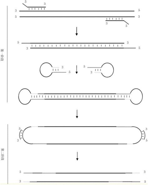 一种基于ctdna的多基因联合突变检测评估肿瘤动态变化的方法与流程