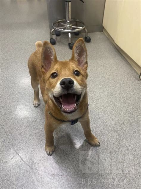 上海领养 上海地区柯基串柴犬，橘白猫，狸花猫 无偿找领养 Nga玩家社区