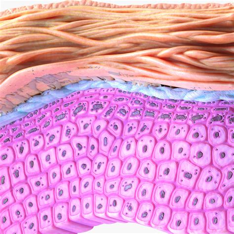 Epidermis Cross Section 3d Model By Zames1992d