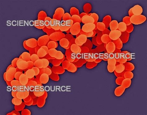 Staphylococcus Aureus Scanning Electr Stock Image Science Source Images