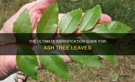 The Ultimate Identification Guide For Ash Tree Leaves Shuncy