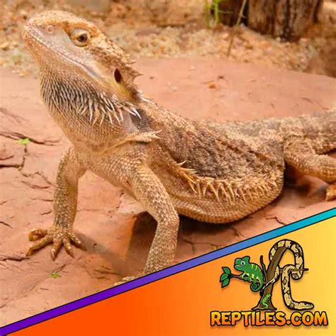 Red Bearded Dragon Care Guide 2026 Morphs Prices And Where