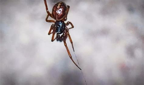 Steatoda Bipunctata Arachnoboards