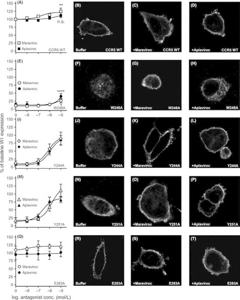 Dose Dependent Surface Expression Of Wt Ccr5 And Mutations Using Download Scientific Diagram