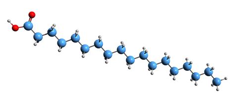 Triglyceride Model