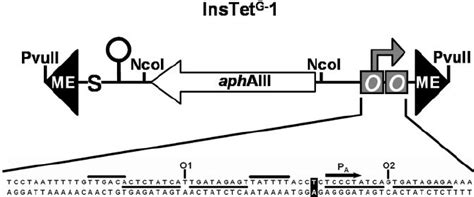 Architecture Of The Insertion Element Instet G Ϫ 1 The Entire Element