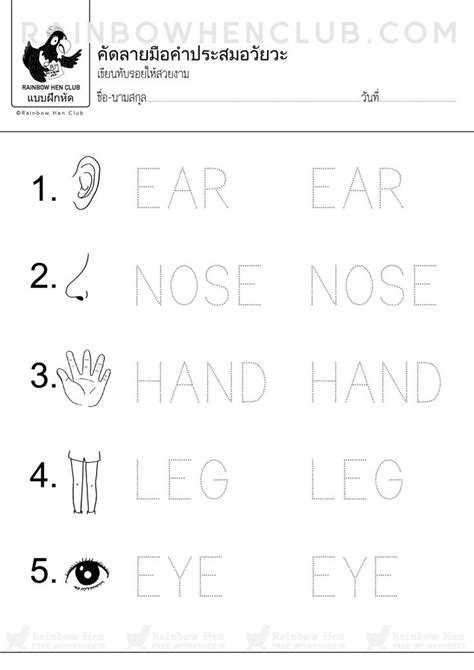 คัดคำศัพท์อวัยวะ ภาษาอังกฤษ Rainbow Hen Club แบบฝึกหัดอนุบาล คัด แบบฝึกการเขียนสำหรับเด็ก