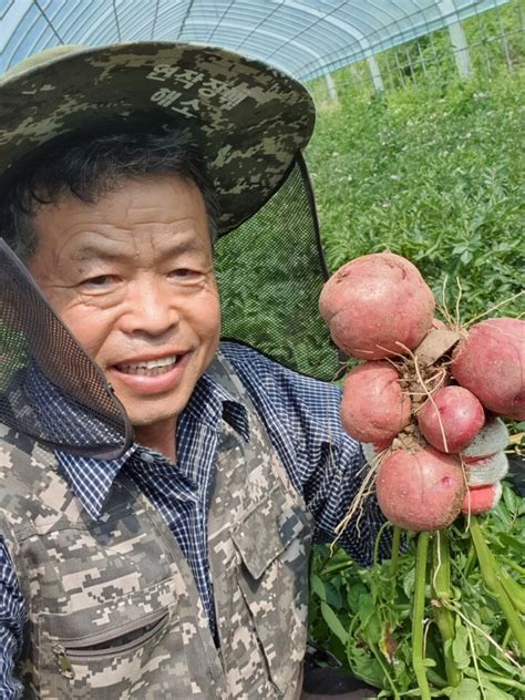 유기농 홍감자 1kg 무선별 카스테라감자 6kg이상 주문시 무료배송