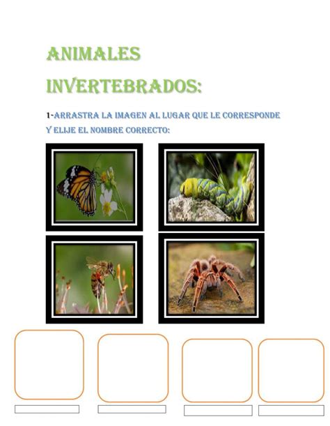 Animales Invertebrados Worksheet Live Worksheets