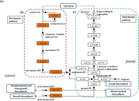 Reconstructed Terpenoid Backbone Biosynthesis For Rafflesia Cantleyi At