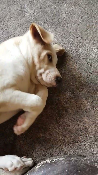 Bobok Ganteng Shorts Youtube