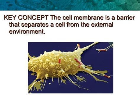 2 Overview Of Tissues And Epithelial Tissue Docx