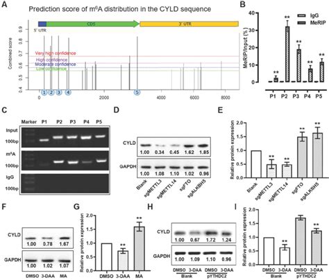 Ythdc2 Regulates The Stability Of Cyld Through M 6 A Modification A