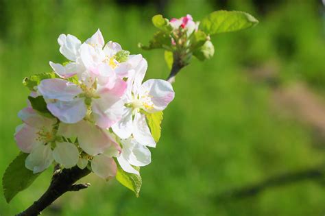 무료 이미지 봄 자연 나무 화려한 작은 가지 싹 꽃 피는 식물 화이트 꽃잎 담홍색 식물학 분기 Fire Cherry 악의에 찬 멀티 플로라 장미