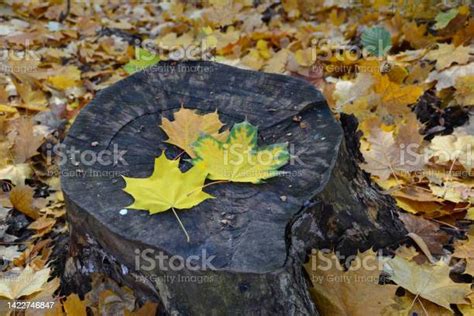 고립 된 숲에서 노란 단풍 나무 잎이있는 나무 그루터기 클로즈업 10월에 대한 스톡 사진 및 기타 이미지 10월 11월