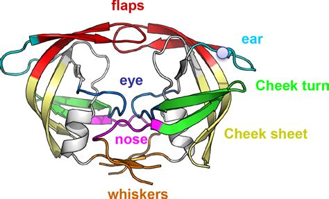 Topology Of The Hiv 1 Protease Topology Of Hiv 1 Protease Colored