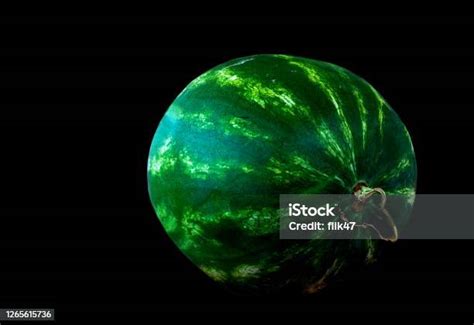 테이블에 빨간 천 냅킨에 잘 익은 단일 전체 수박 베리 클로즈업 선택적 초점 0명에 대한 스톡 사진 및 기타 이미지 0명 가득 찬 건강한 식생활 Istock