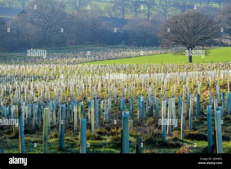 A Large Area Of Newly Planted Tree Saplings In Their Protective Tubes To Help Them Grow In