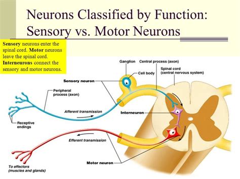 Entering Motor Neurons Spinal Cord Significance Of Neurons In Grey