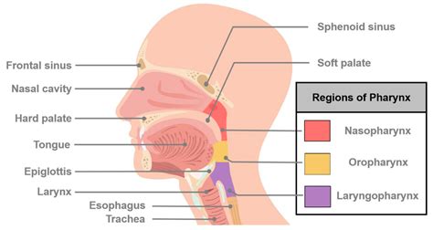 Science Education Larynx Pharynx Anatomical Model Oral Cavity Evotech