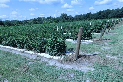 Cross Arm Trellis For Blackberries Build A Blackberry Trellis A