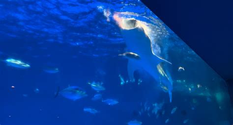 【鹿児島観光】いおワールド かごしま水族館の見どころ｜ジンベイザメ・イルカ・桜島が見える絶景ロケーション かごしまぐるり よみもの