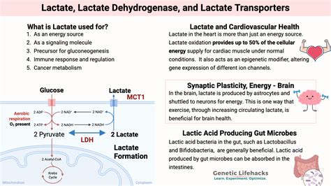 Lactate Lactate Dehydrogenase And Lactate Transporters