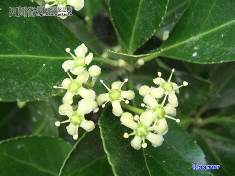 Dbhn Session Db Mysql Object Phptype Mysql Dbsyntax Mysql Features Array Limit Alter New Link 4