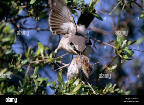 Loggerhead Shrike Lanius Ludovicianus Impaling A Dead Deer Mouse Peromyscus Maniculatus On A