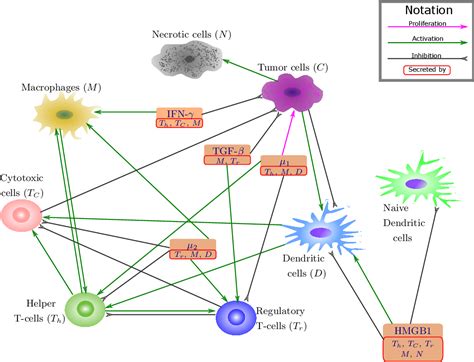 Figure 1 From Data Driven Mathematical Model Of Colon Cancer