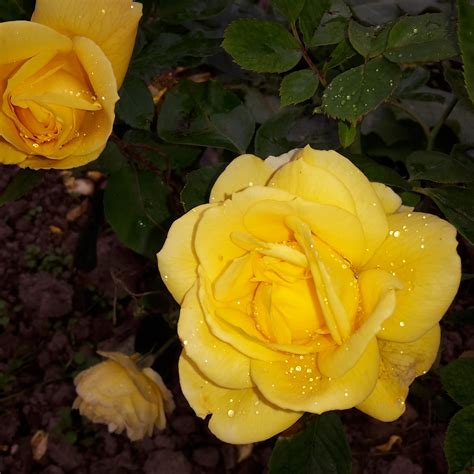 Ch Ching Karin Schade Stauden Und Rosen