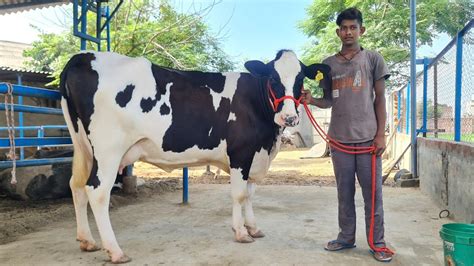 ਮੁੱਲ 30000😱😱😱 ਫਾਰਮ ਚ ਦੋ ਤੋਕੜ ਗਾਵਾਂ ਵਿਕਾਉ 👌👌👌 Bawa Dairy Farm Youtube