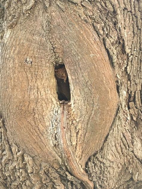 Pee Pee Tree By Mia Pee Moth