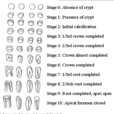 Figure 11 From Dental Radiographic Indicators A Key To Age Estimation Semantic Scholar In