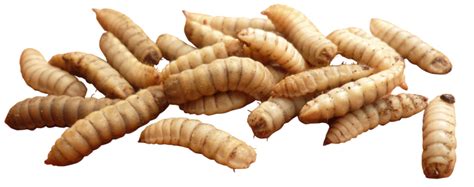 Maggot Insect Png Image Png All