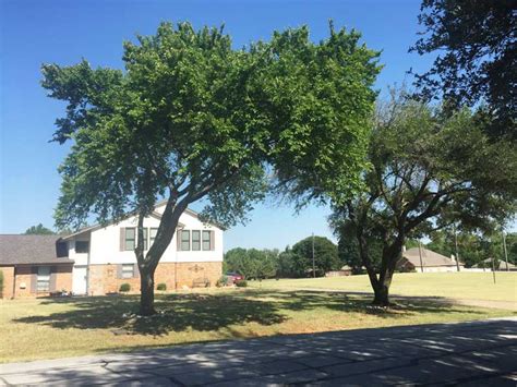 What Is The Critical Root Zone Of A Tree Tree Shepherds