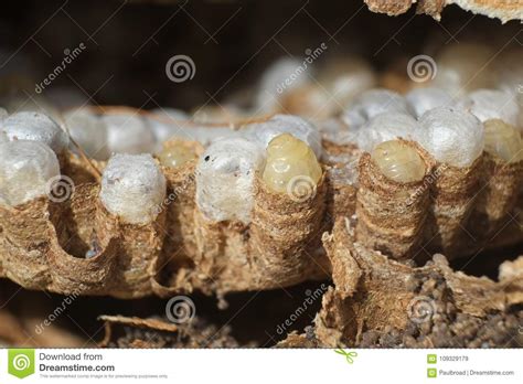 Close Up Of Detail Of Construction Of A Wasp Nest Stock Image Image Of Bred Showing 109329179