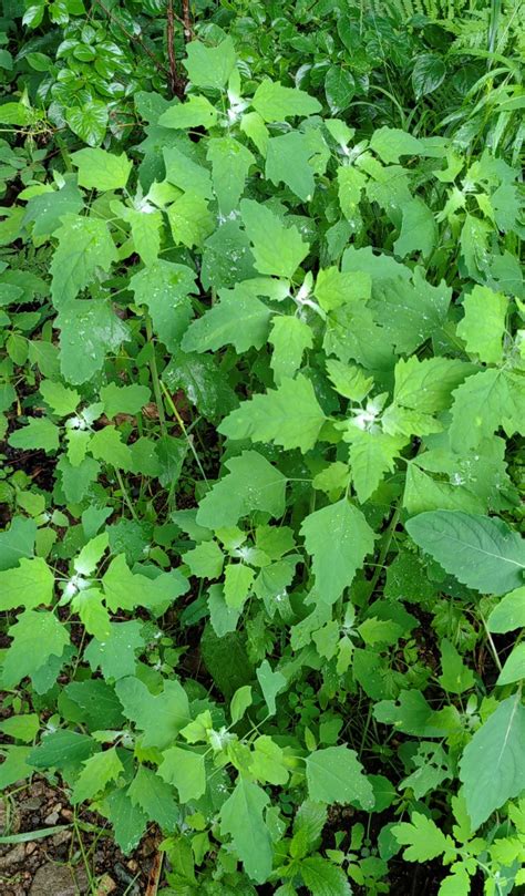 藜：日月峡国家森林公园 阿酷e File