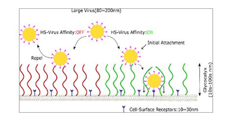 Penetration Of Cell Surface Glycocalyx By Enveloped Viruses Is Aided By Weak Multivalent